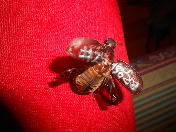 Scarabs or Salagubang in Filipino | Project Noah