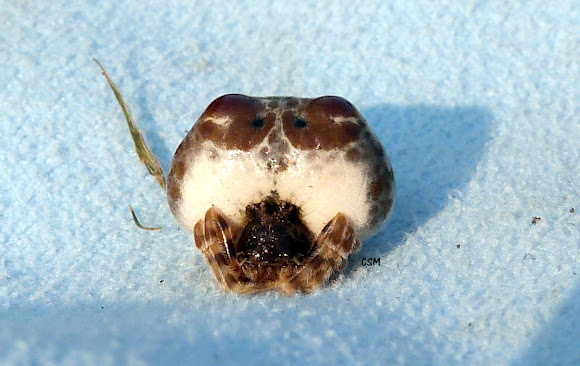 Bolas Spider | Project Noah