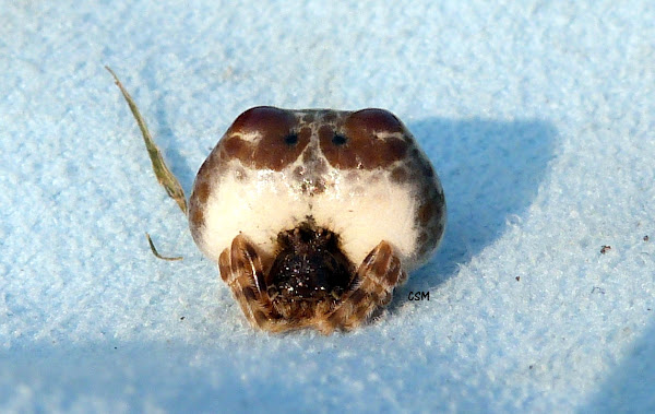 Bolas Spider | Project Noah