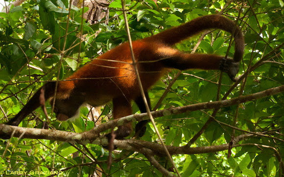 Geoffroy's Spider Monkey | Project Noah