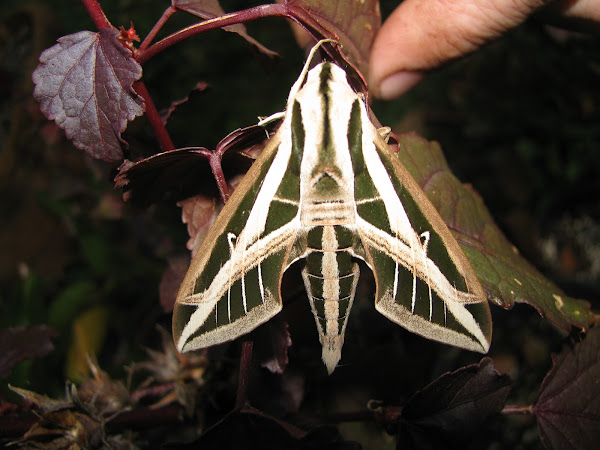 Banded Sphinx Moth | Project Noah