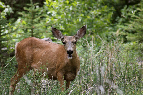 Mule Deer | Project Noah