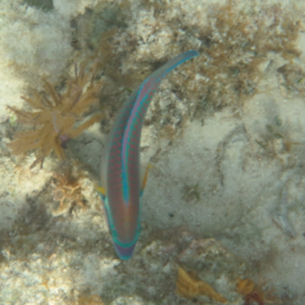 Princess Parrotfish | Project Noah