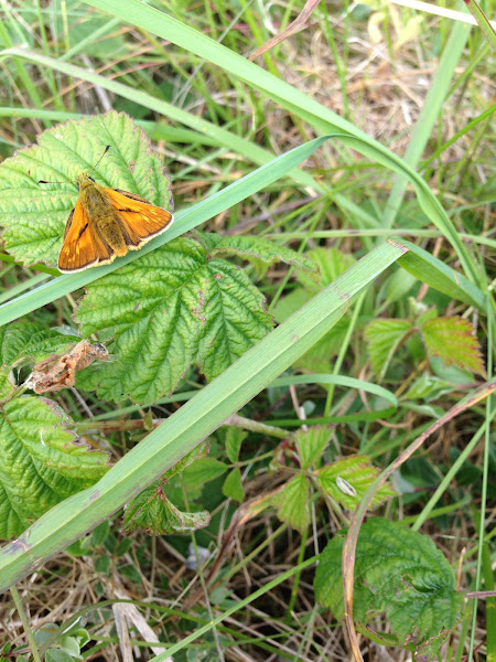 Large Skipper | Project Noah