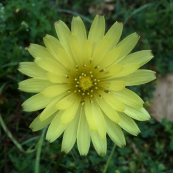 Carolina Desert Chicory, Leafy False Dandelion, Florida Dandelion ...