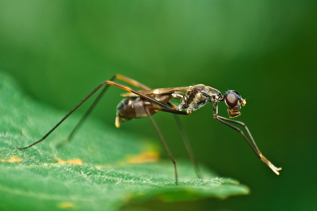 Stilt-legged fly | Project Noah