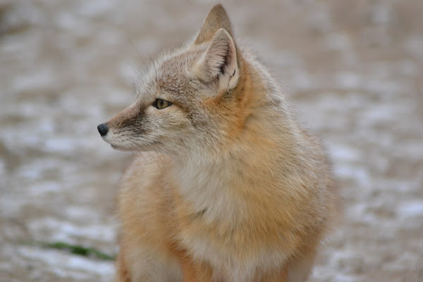 Corsac fox | Project Noah