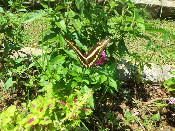 Thoas Swallowtail | Project Noah