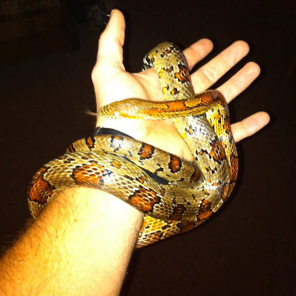 Corn Snake | Project Noah