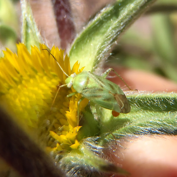 Common green capsid. Chinche de las flores | Project Noah