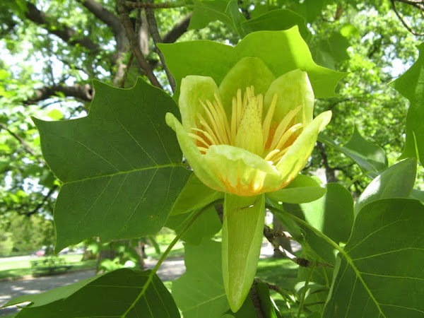 tulip poplar tree flower & leaf (NYBG) | Project Noah