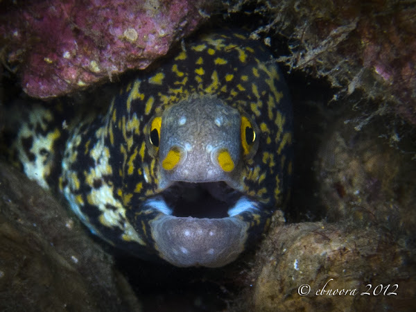 Snowflake Moray Eel, Starry Moray Eel | Project Noah