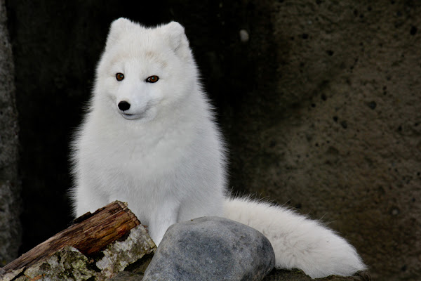 Arctic Fox | Project Noah
