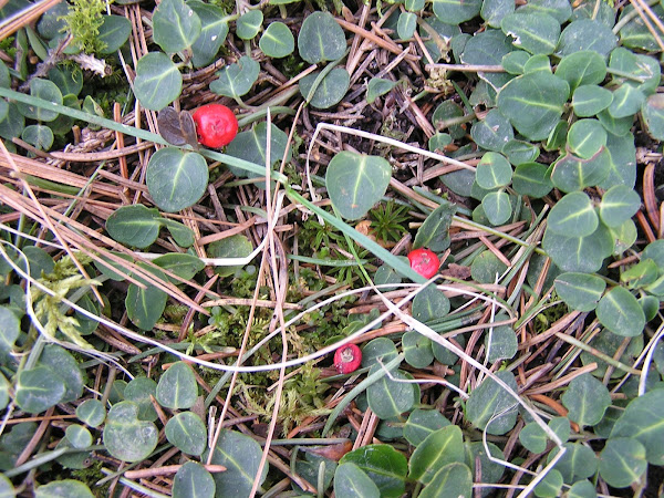 Partridge Berry | Project Noah