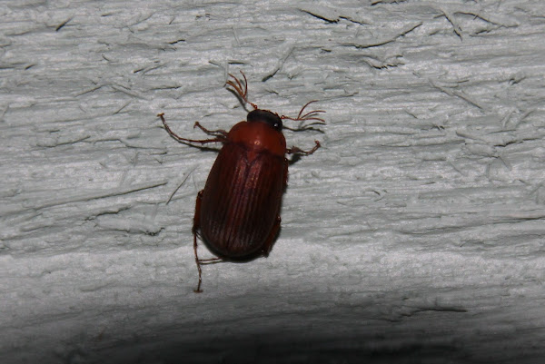 Brown Chafer | Project Noah