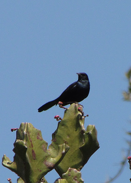 Indian Robin (male) | Project Noah