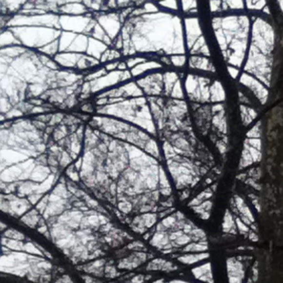 Sycamore | Project Noah