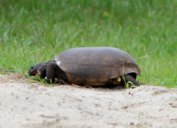 Gopher Tortoise | Project Noah