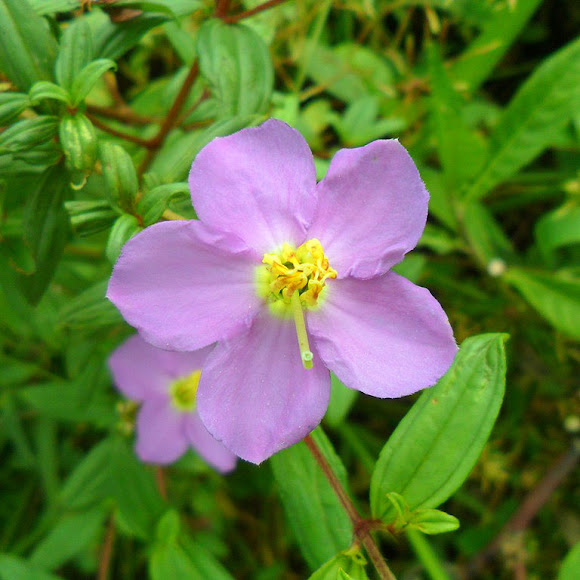 Osbeckia | Project Noah