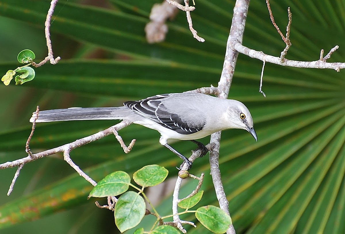 Tropical Mocking Bird | Project Noah