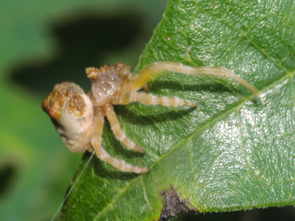 Bolas spider | Project Noah