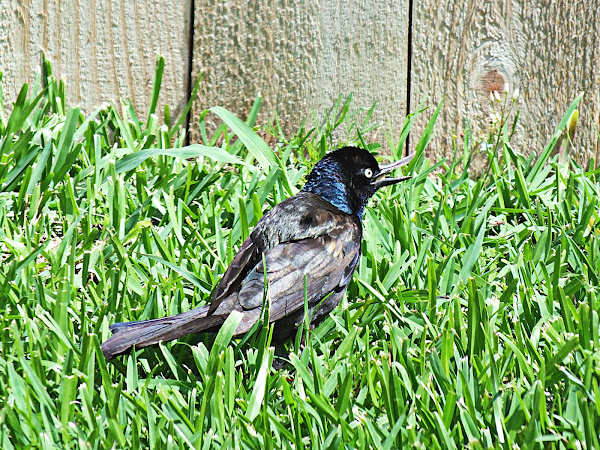 Common Grackle | Project Noah