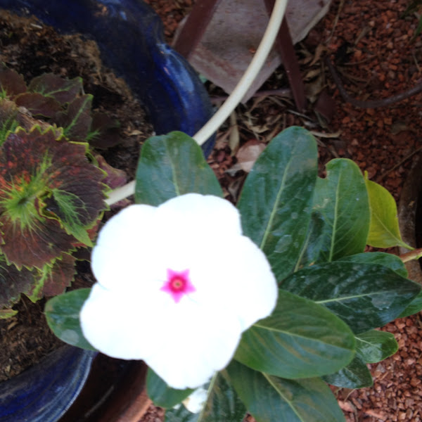 White Periwinkle | Project Noah