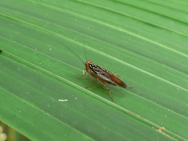 Cockroach | Project Noah