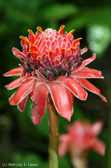 Torch Ginger | Project Noah