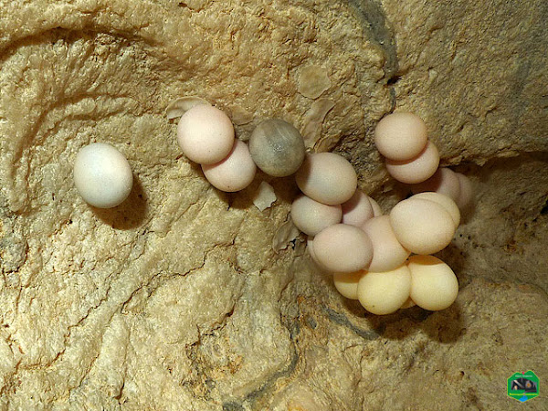 Gecko eggs | Project Noah
