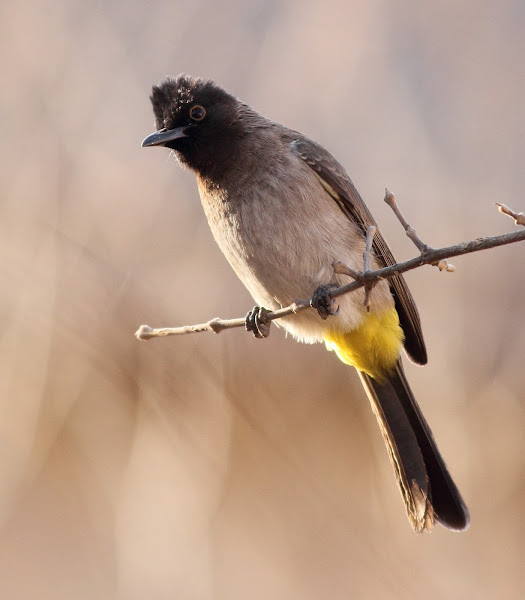 Red-eyed Bulbul | Project Noah