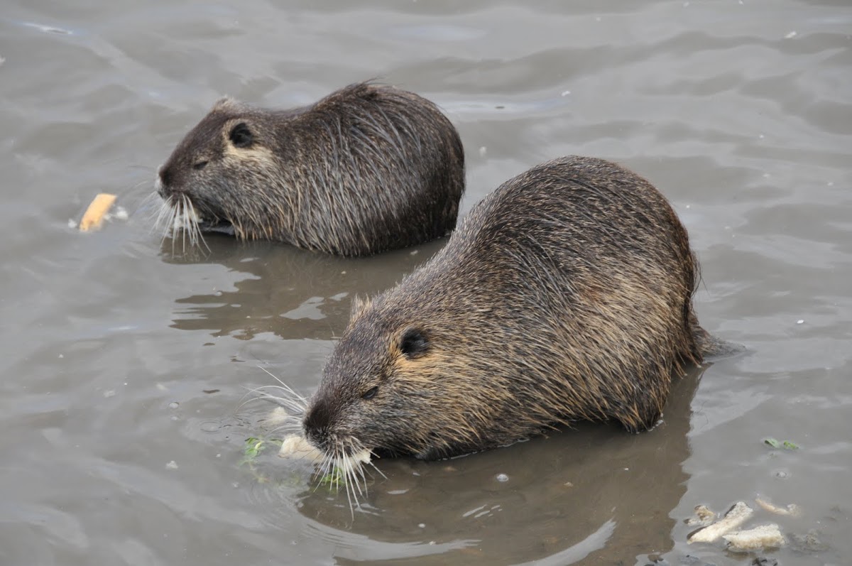 Nutrea | Project Noah