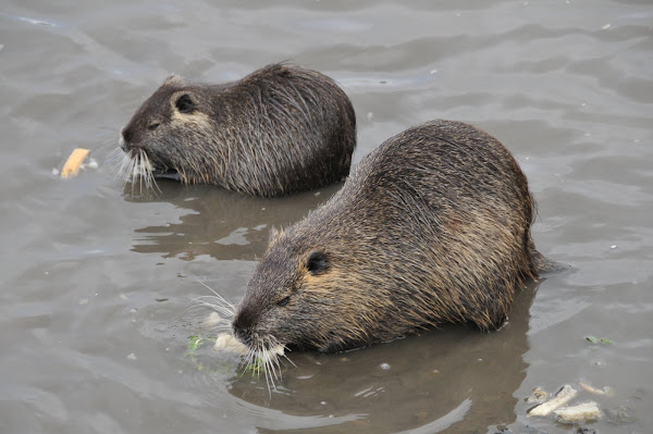 Nutrea | Project Noah