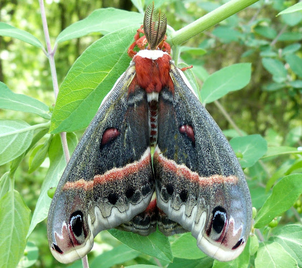 Cecropia Moth | Project Noah