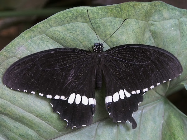Common Mormon (male) | Project Noah