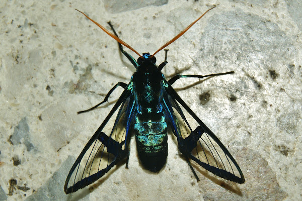 Polilla Avispa Azul(Blue Wasp Moth) | Project Noah