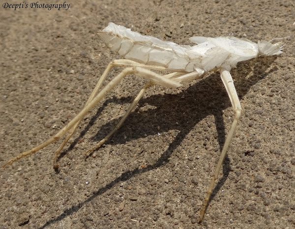 Exoskeleton Moult | Project Noah