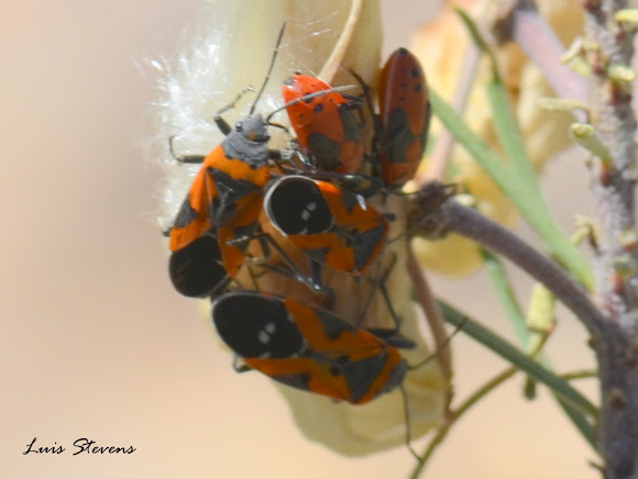 Small Milkweed Bug | Project Noah