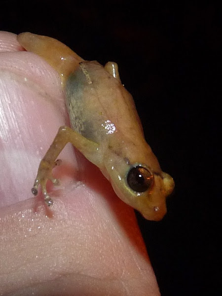 Dink frog | Project Noah