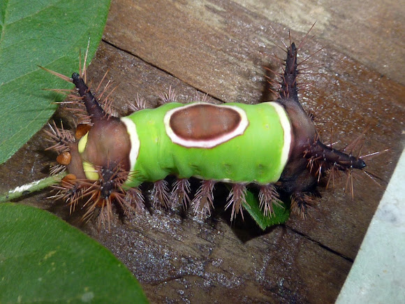 Saddleback caterpillar | Project Noah