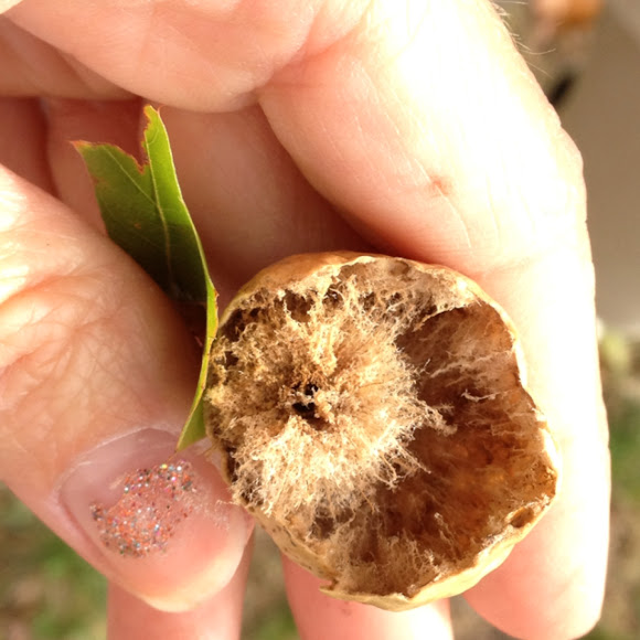 Gall Wasp | Project Noah