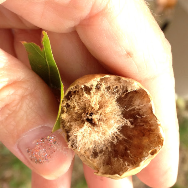 Gall Wasp | Project Noah