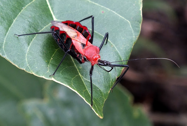 Assasin Bug | Project Noah