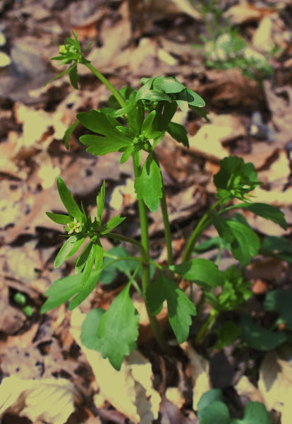 Littleleaf Buttercup | Project Noah