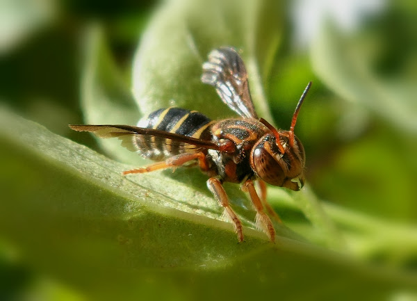 Leaf Cutter bee | Project Noah