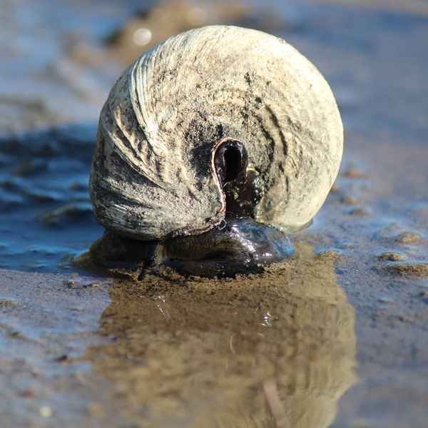 Telescope-shell Creeper or Mud Whelk | Project Noah