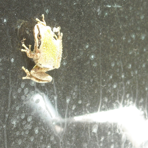 Pacific Treefrog | Project Noah