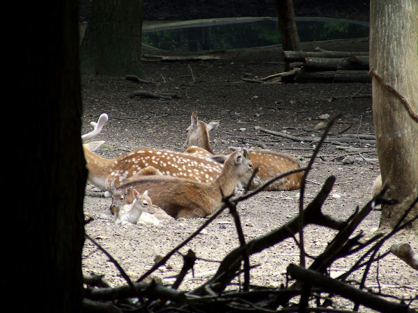 Fallow Deer,Gamo | Project Noah