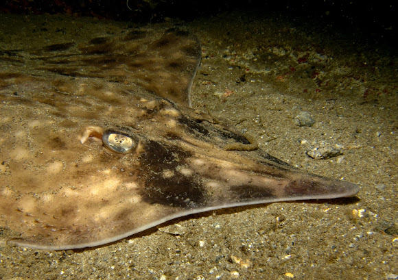 Longnose Skate | Project Noah