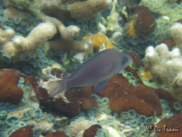 Blue Hamlet | Project Noah